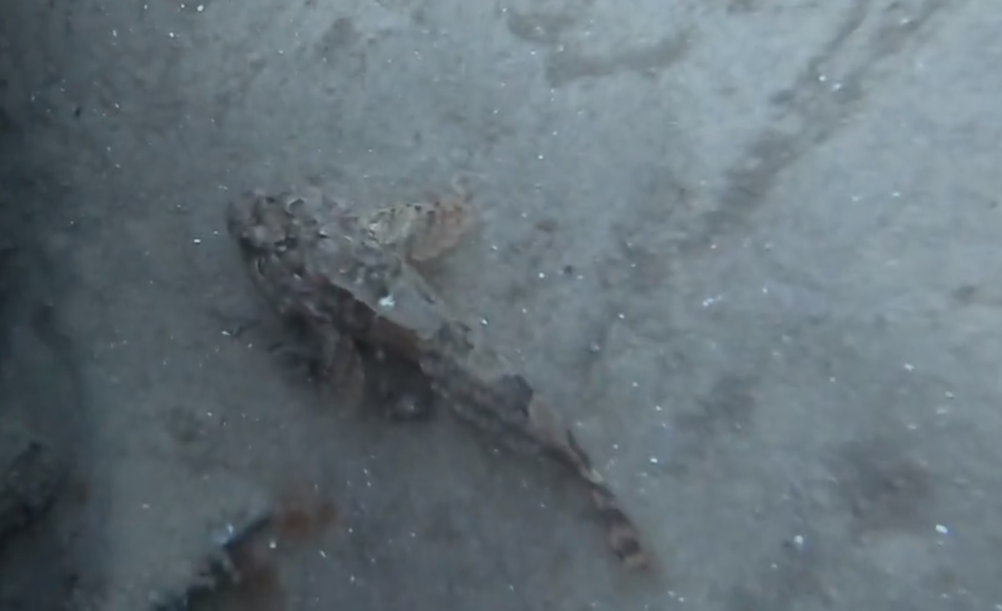 Wreck dive, Sea Palling - 20th August 2022 - Lowestoft Sub Aqua Club - LSAC