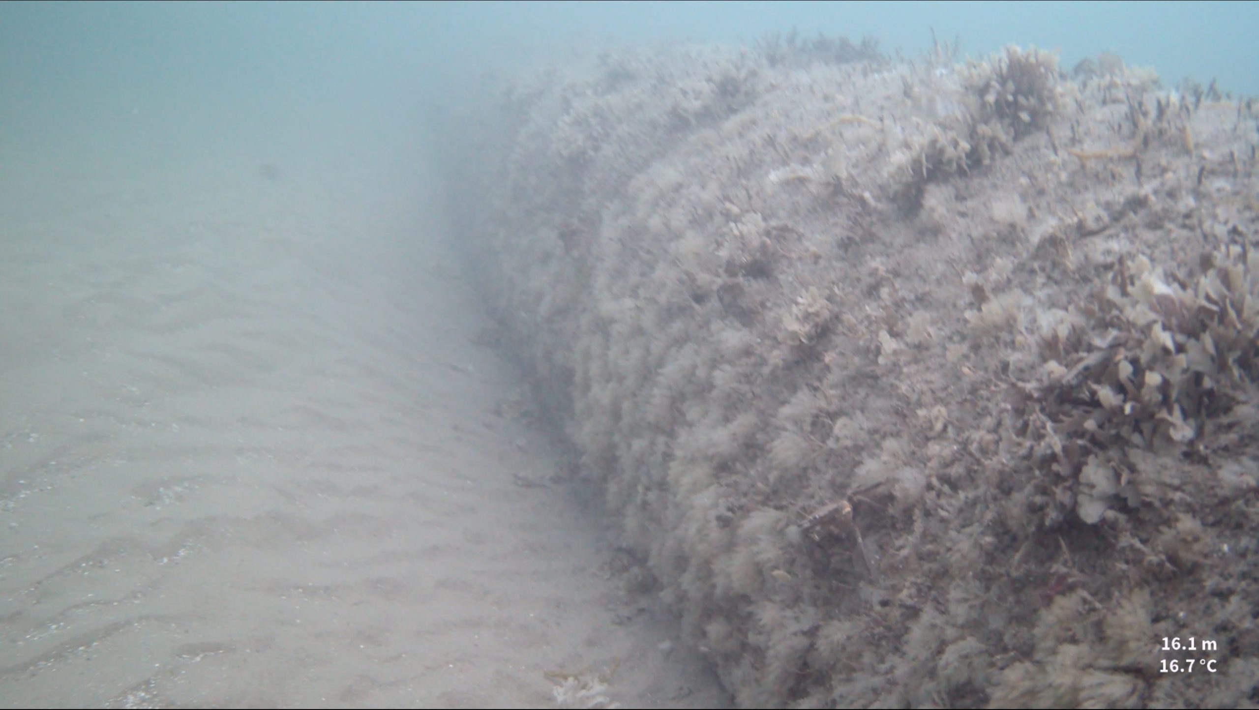 Bacton Gas Pipeline - 20th July 2024 - Lowestoft Sub Aqua Club - LSAC